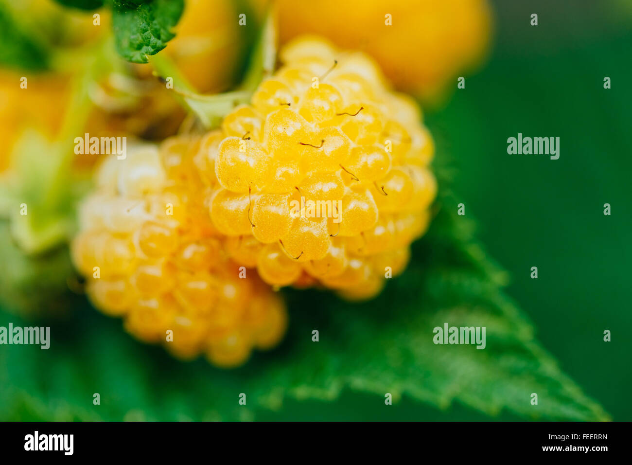 Yellow Raspberries. Two Growing Organic Berries Closeup. Ripe Raspberry ...