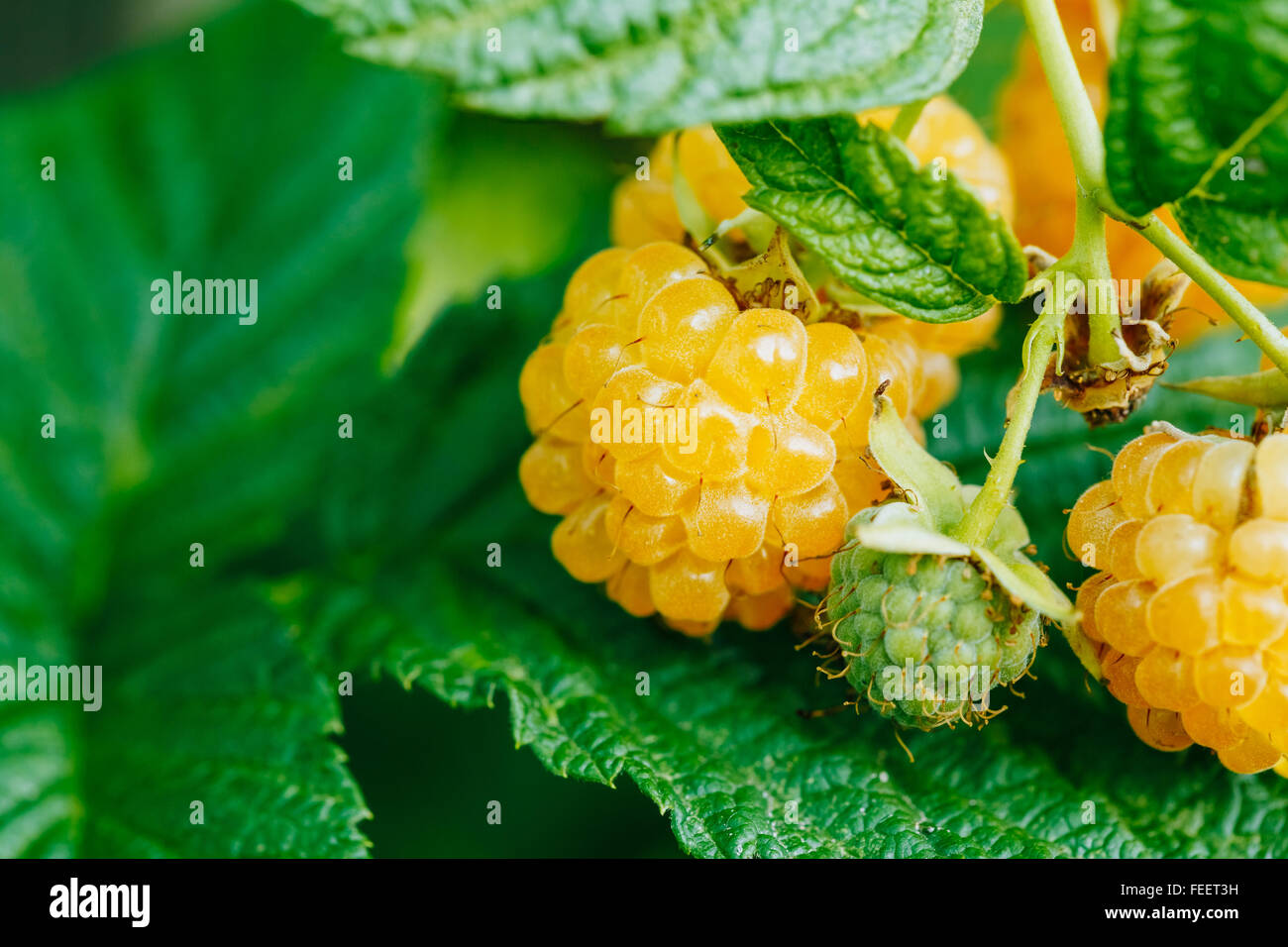 Yellow Raspberries. Growing Organic Berries Closeup. Ripe Raspberry In ...