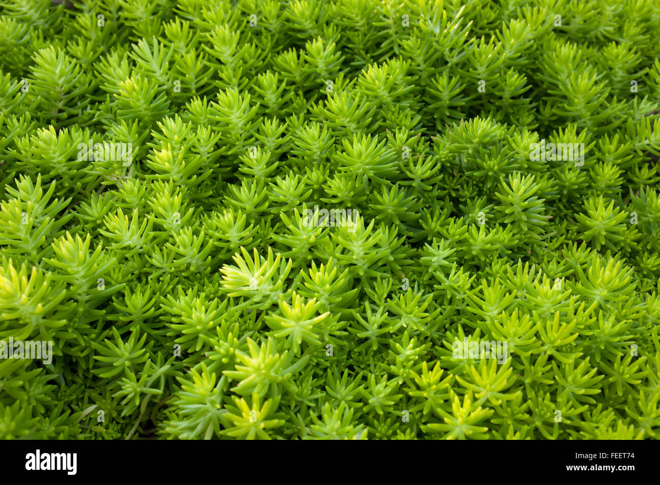 Green plant leaf texture background Stock Photo - Alamy