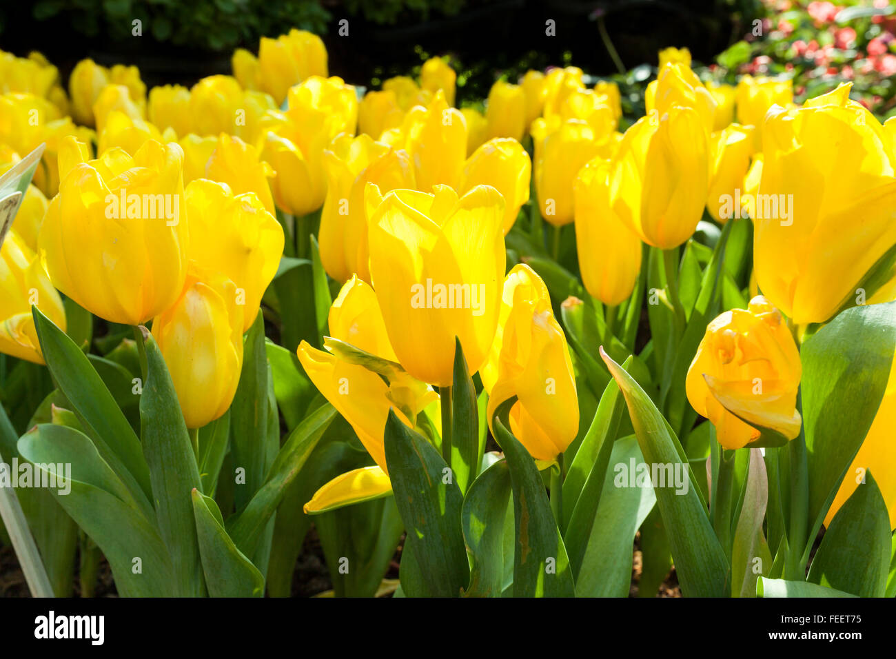 Beautiful yellow tulip spring flowers Stock Photo - Alamy
