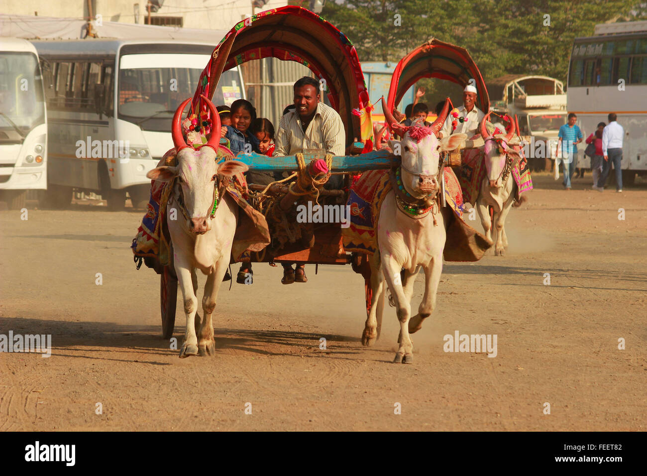 Bullock Cart on road, Pune, India Stock Photo - Alamy