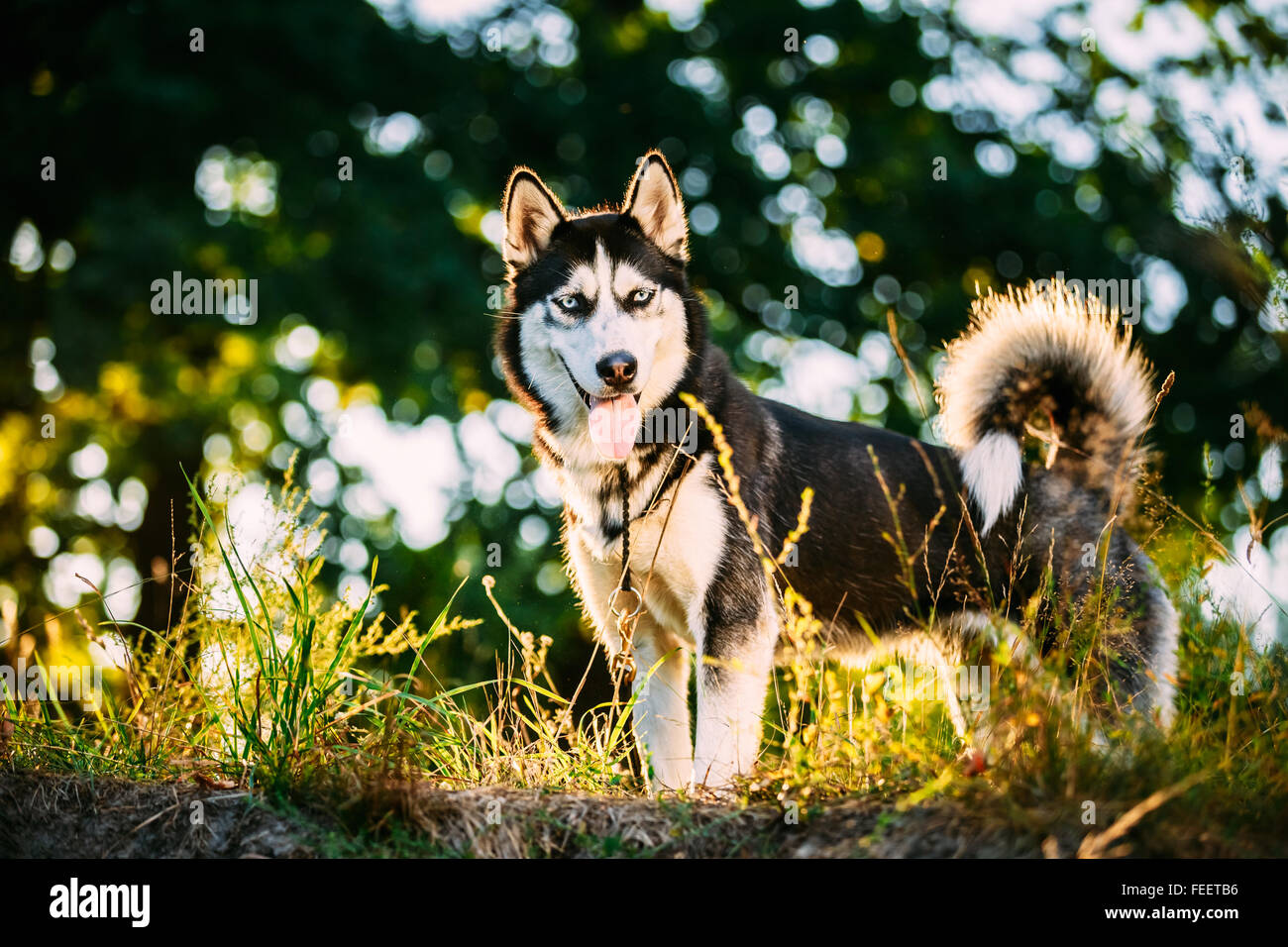 Front view of Husky Eskimo Dog with opened mouth and tongue looking ...