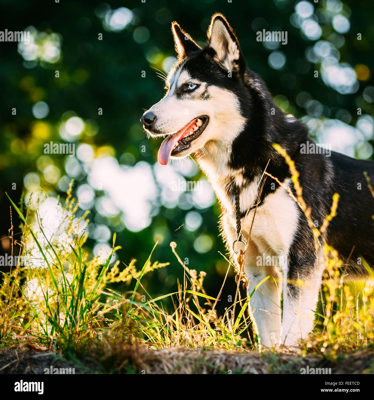 Side view of blue eye Husky Dog with open mouth and tongue standing on ...