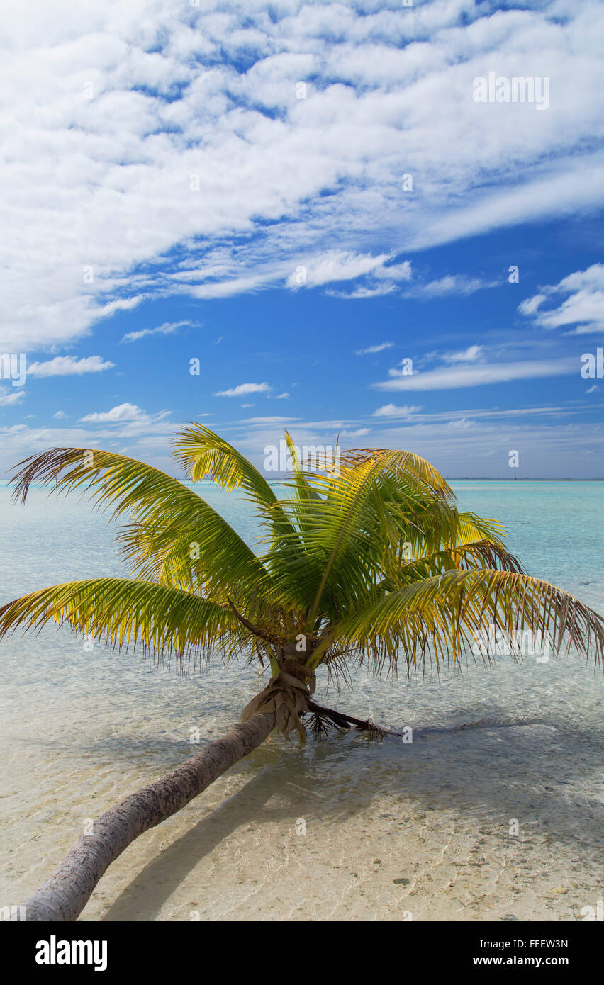 Palm tree at Les Sables Roses (Pink Sands), Tetamanu, Fakarava, Tuamotu ...