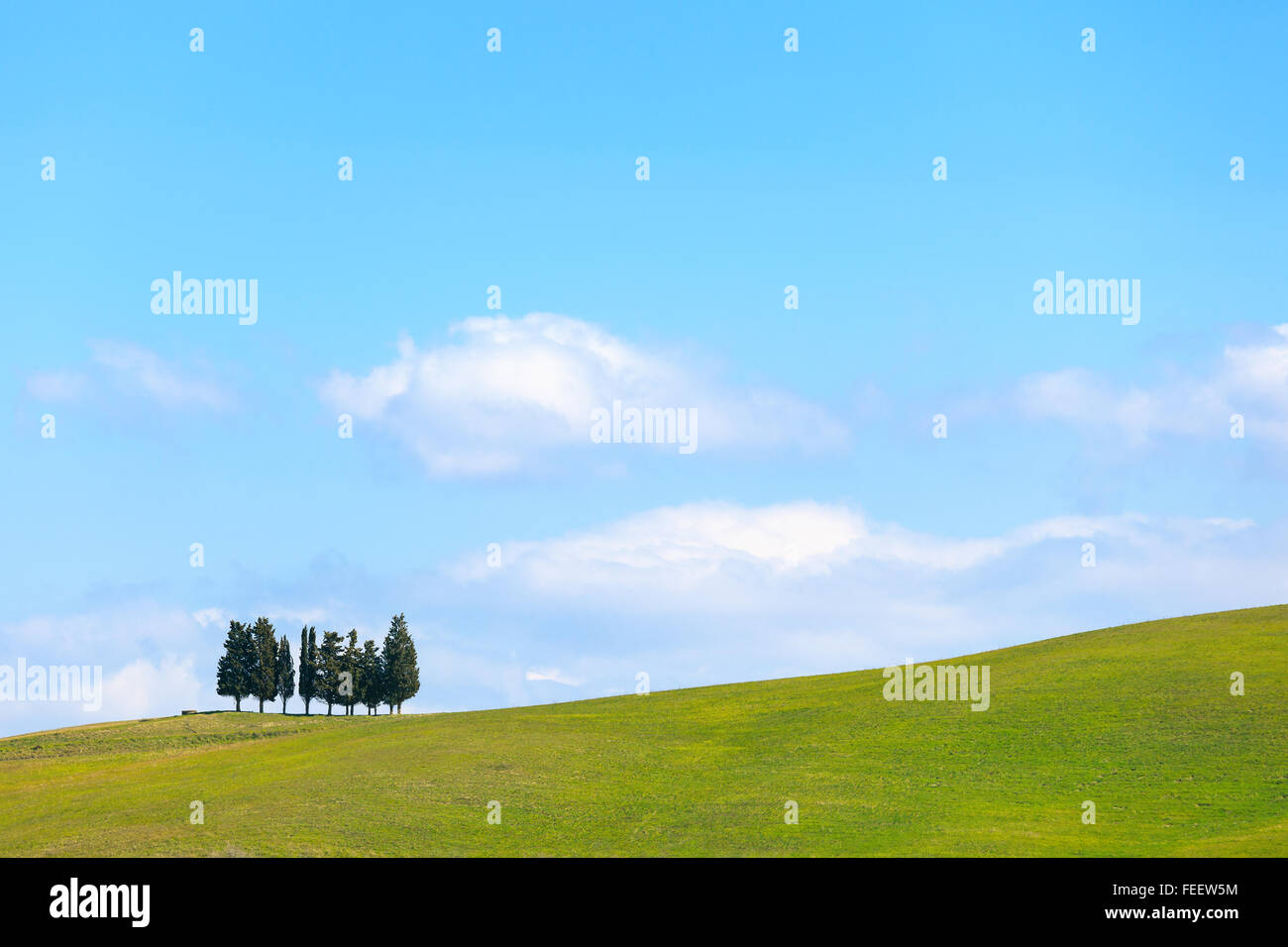 Cypress trees group and green field, rural landscape in Crete Senesi ...