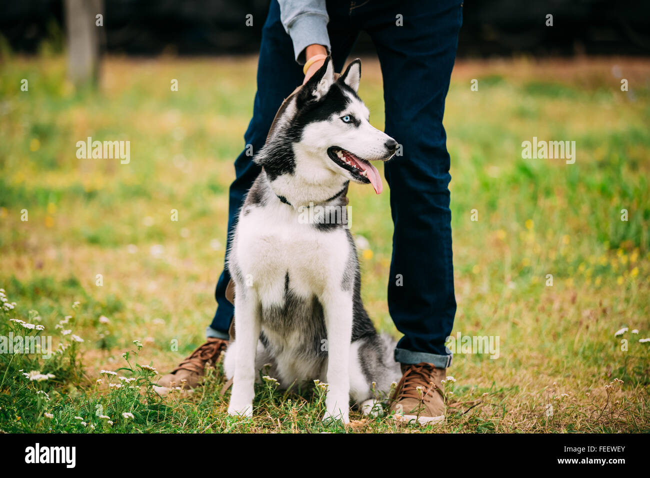 Full alaskan husky dog hi-res stock photography and images - Alamy