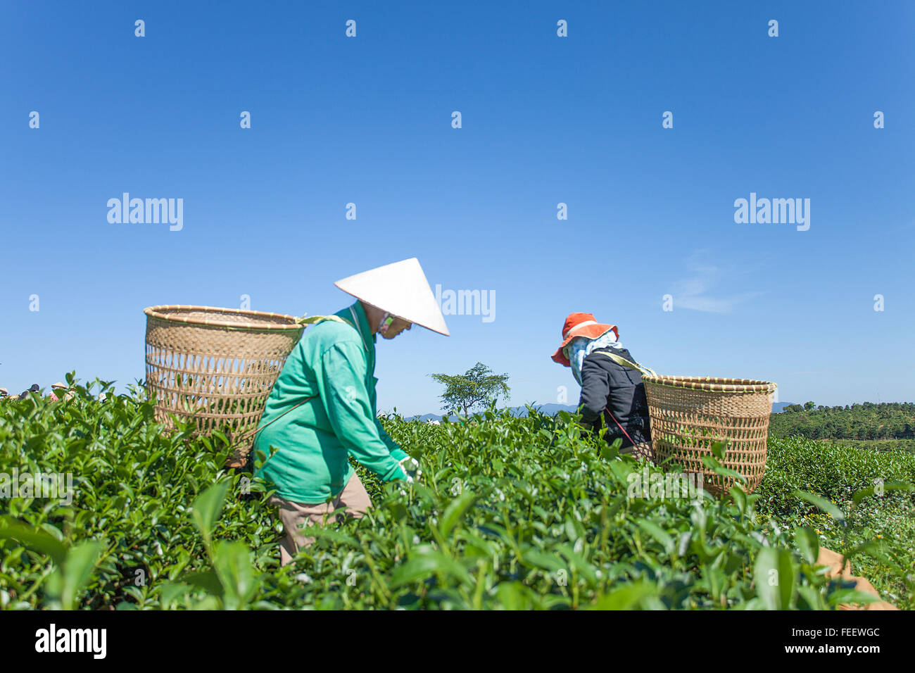 Tea Farmers High Resolution Stock Photography and Images - Alamy