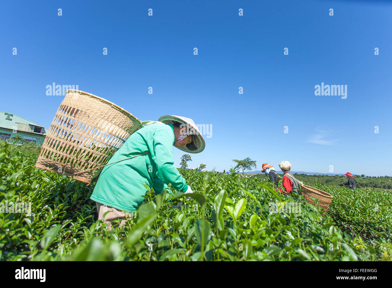 A group of farmers picking tea on a summer afternoon in Cau Dat tea ...