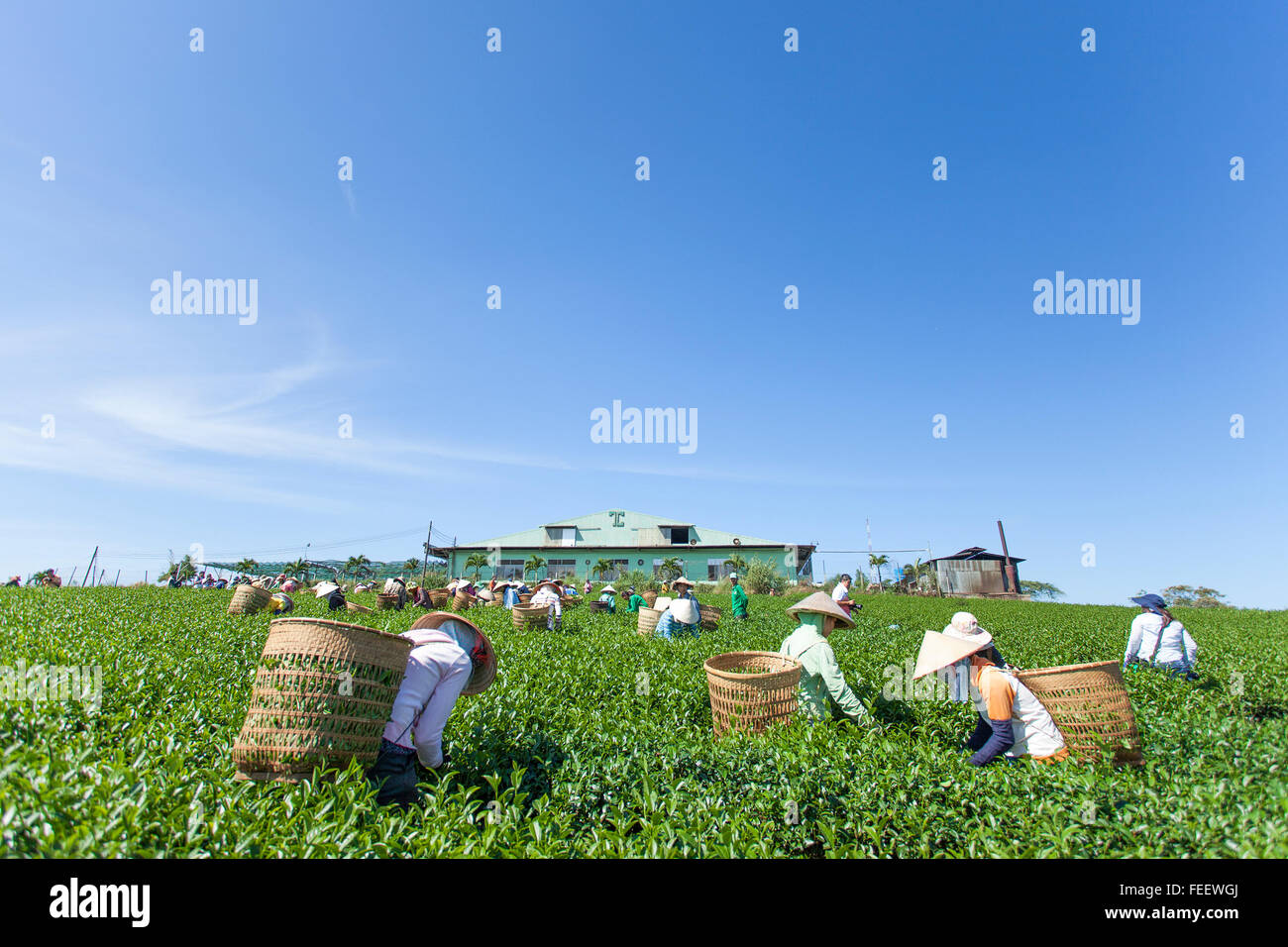 A group of farmers picking tea on a summer afternoon in Cau Dat tea ...