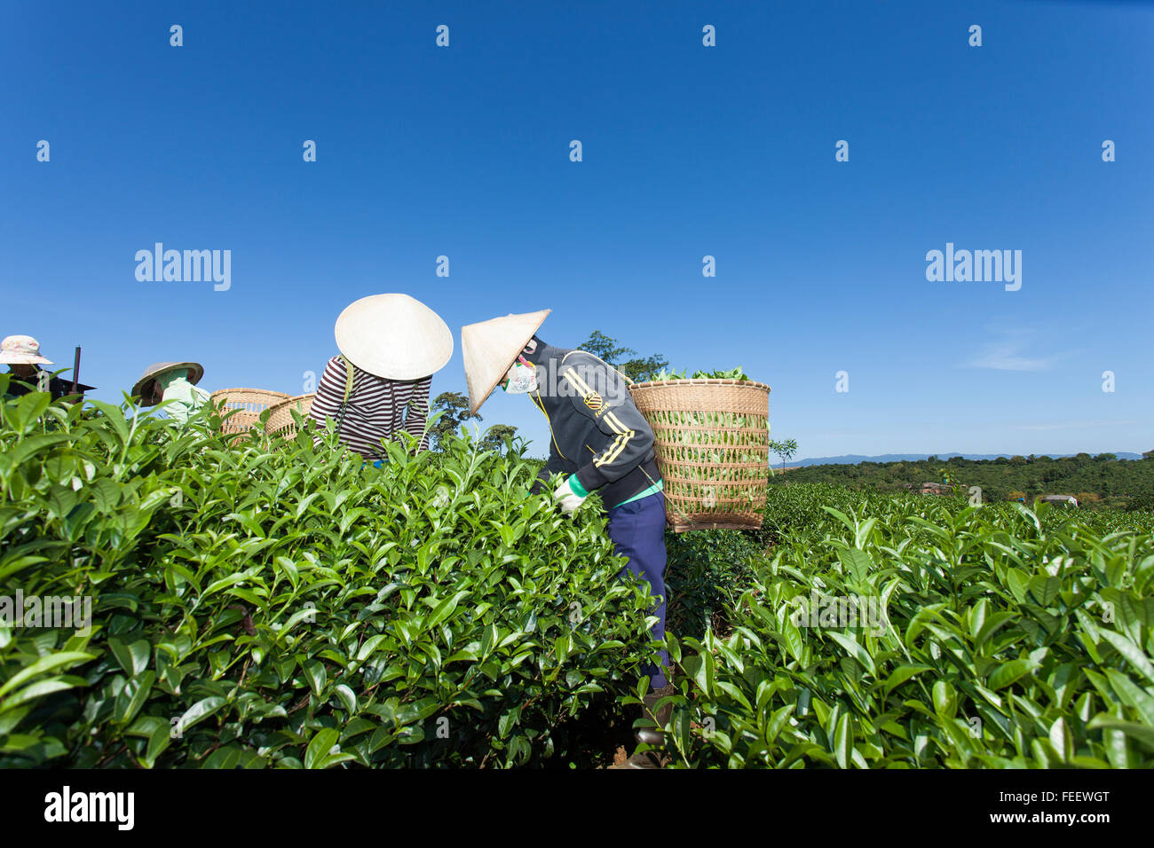 A group of farmers picking tea on a summer afternoon in Cau Dat tea ...