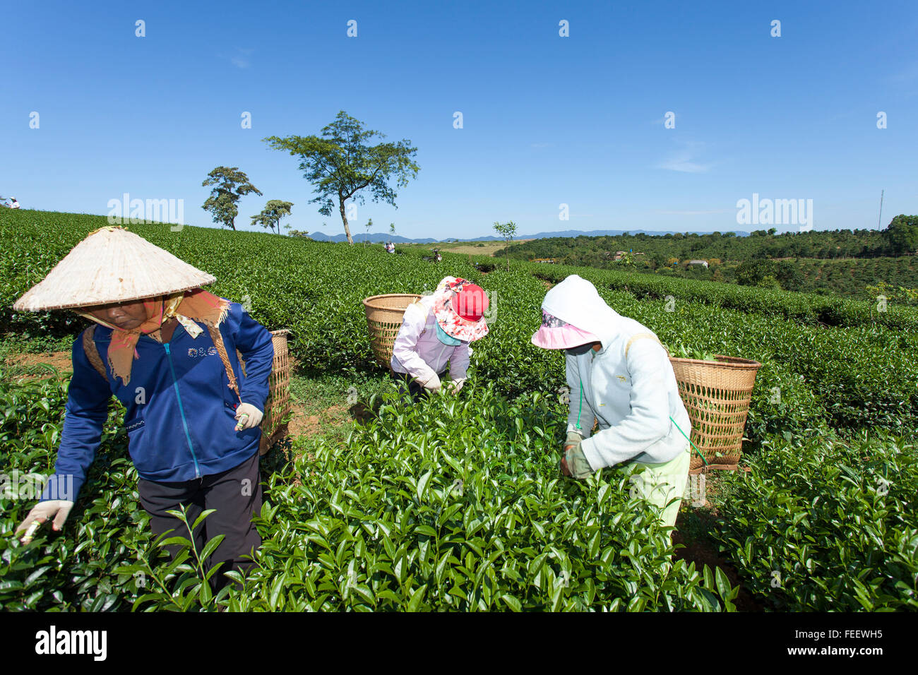 A group of farmers picking tea on a summer afternoon in Cau Dat tea ...