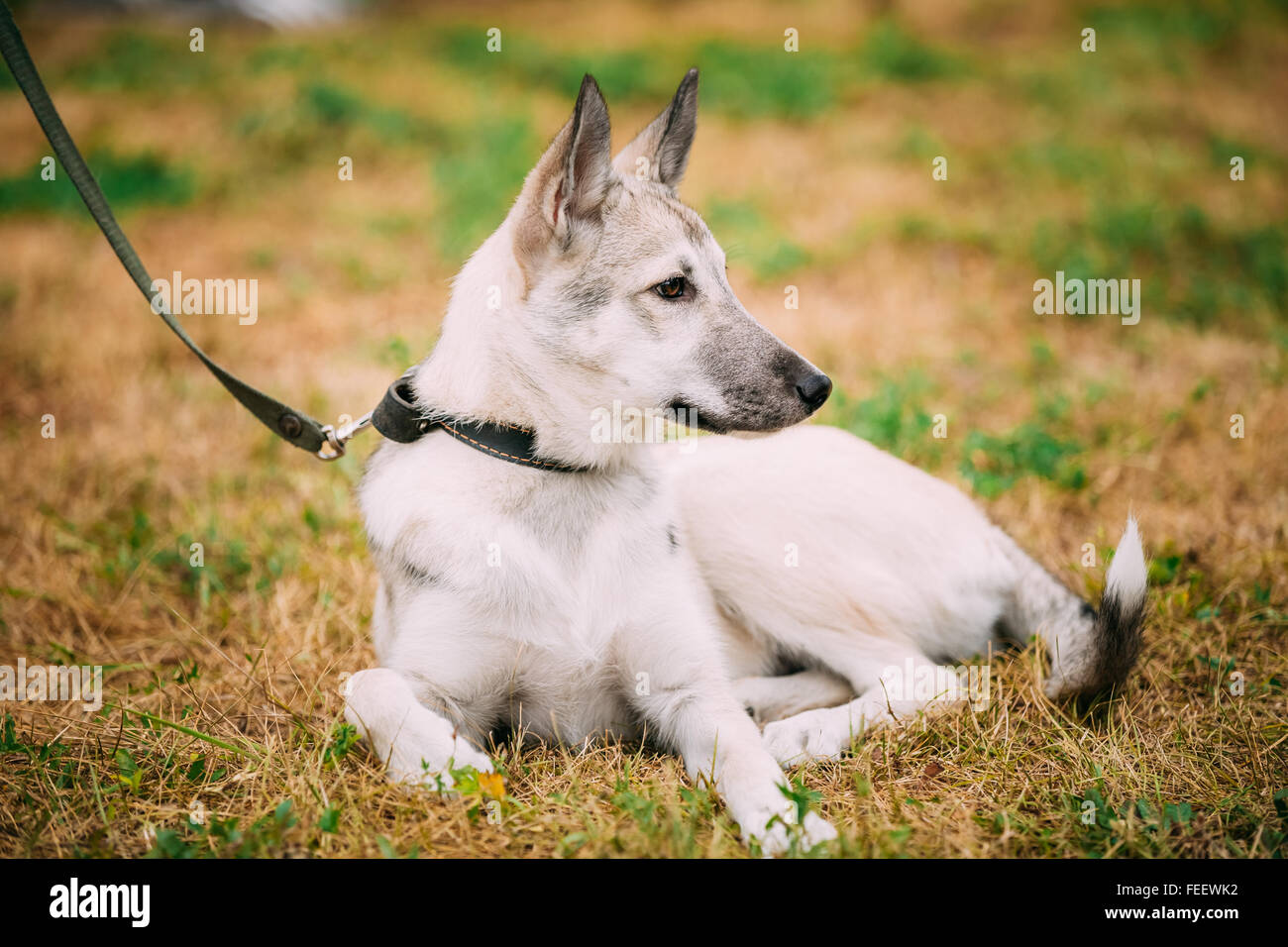 Single Beautiful young russian Laika puppy Dog sitting on dry grass ...