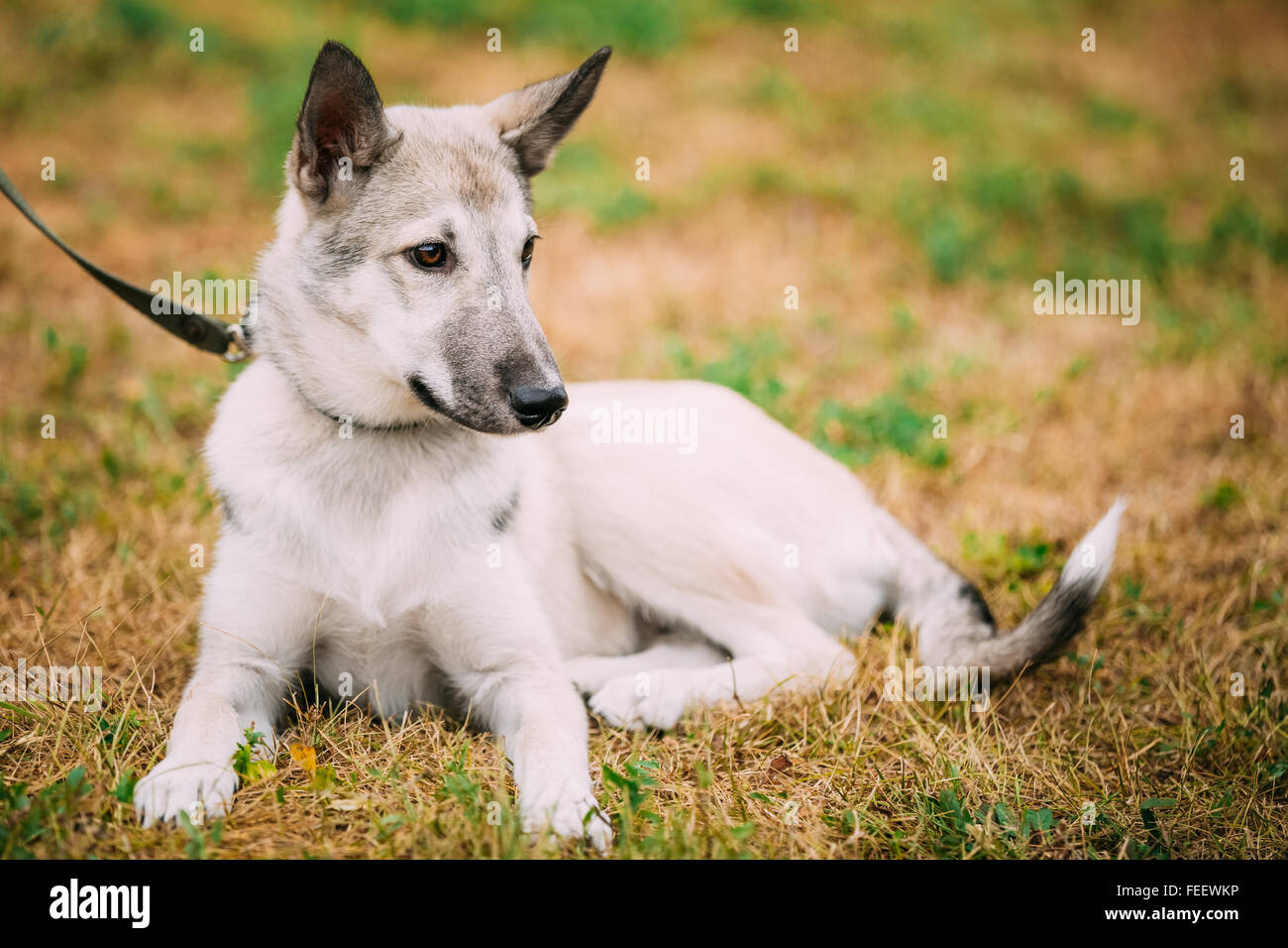 Single Beautiful young russian Laika puppy Dog sitting on dry grass ...
