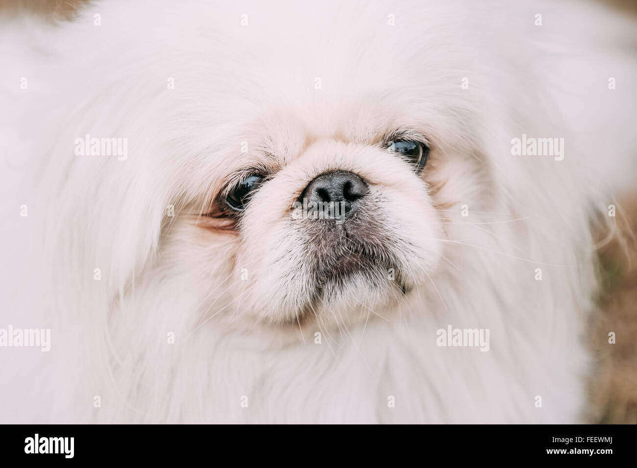 Are Pekingese Pekes Prone To Dental Disease