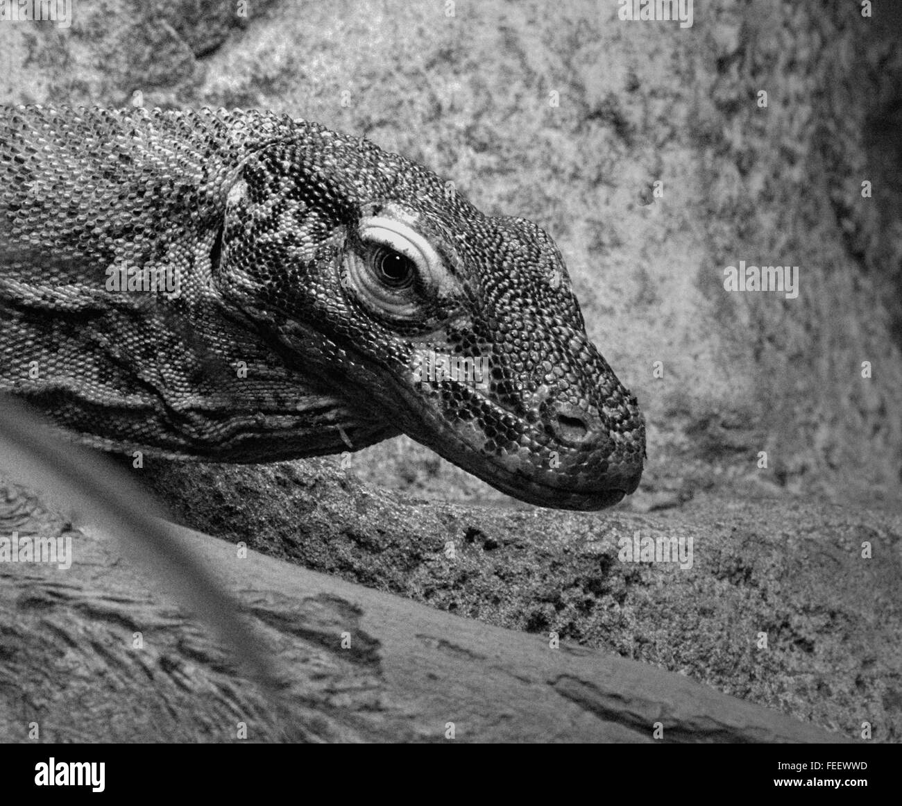 Reptile Black and White Stock Photos & Images - Alamy