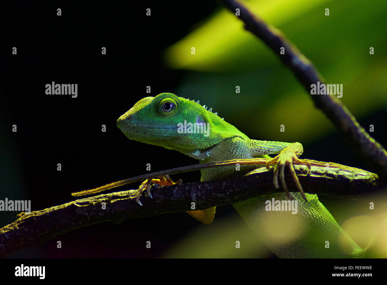 Water dragon green chinese hi-res stock photography and images - Alamy