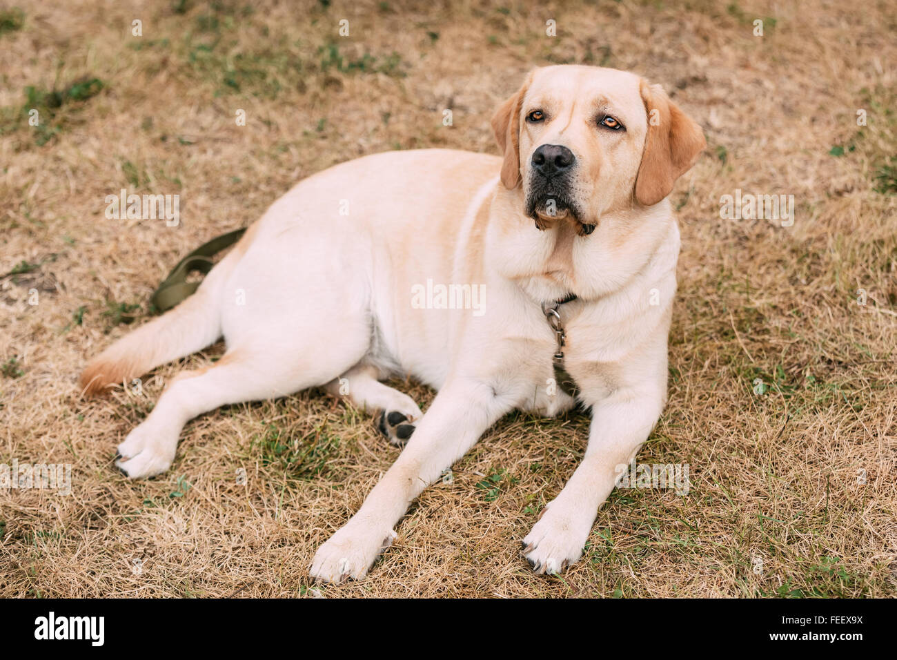 Labrador feet hi-res stock photography and images - Alamy