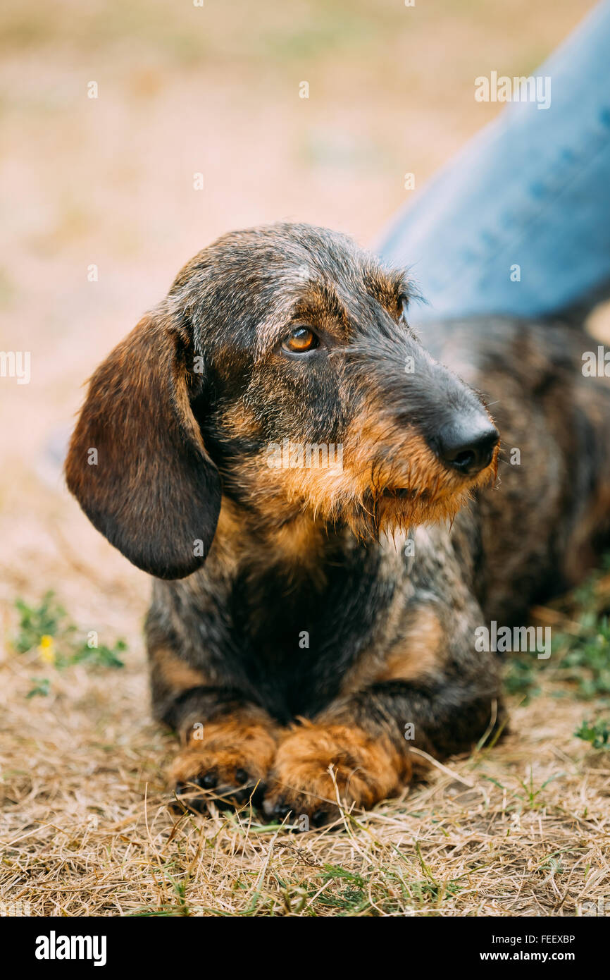 Funny Brown Red wire-haired Dachshund Dog play outdoor Stock Photo - Alamy