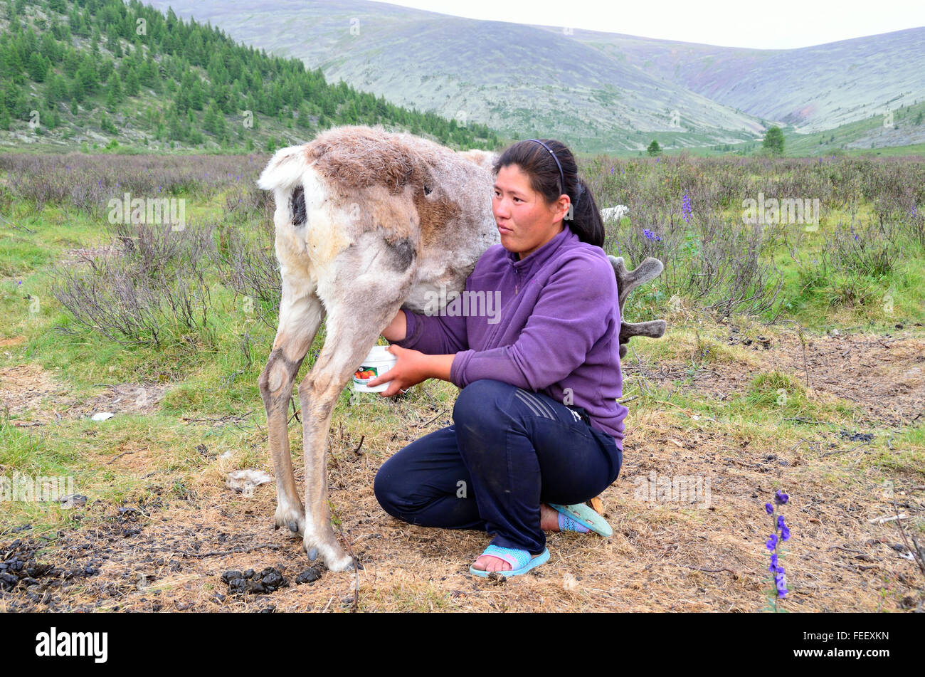 Duhkha (same as Tsaatan) woman milking her reindeer Stock Photo - Alamy
