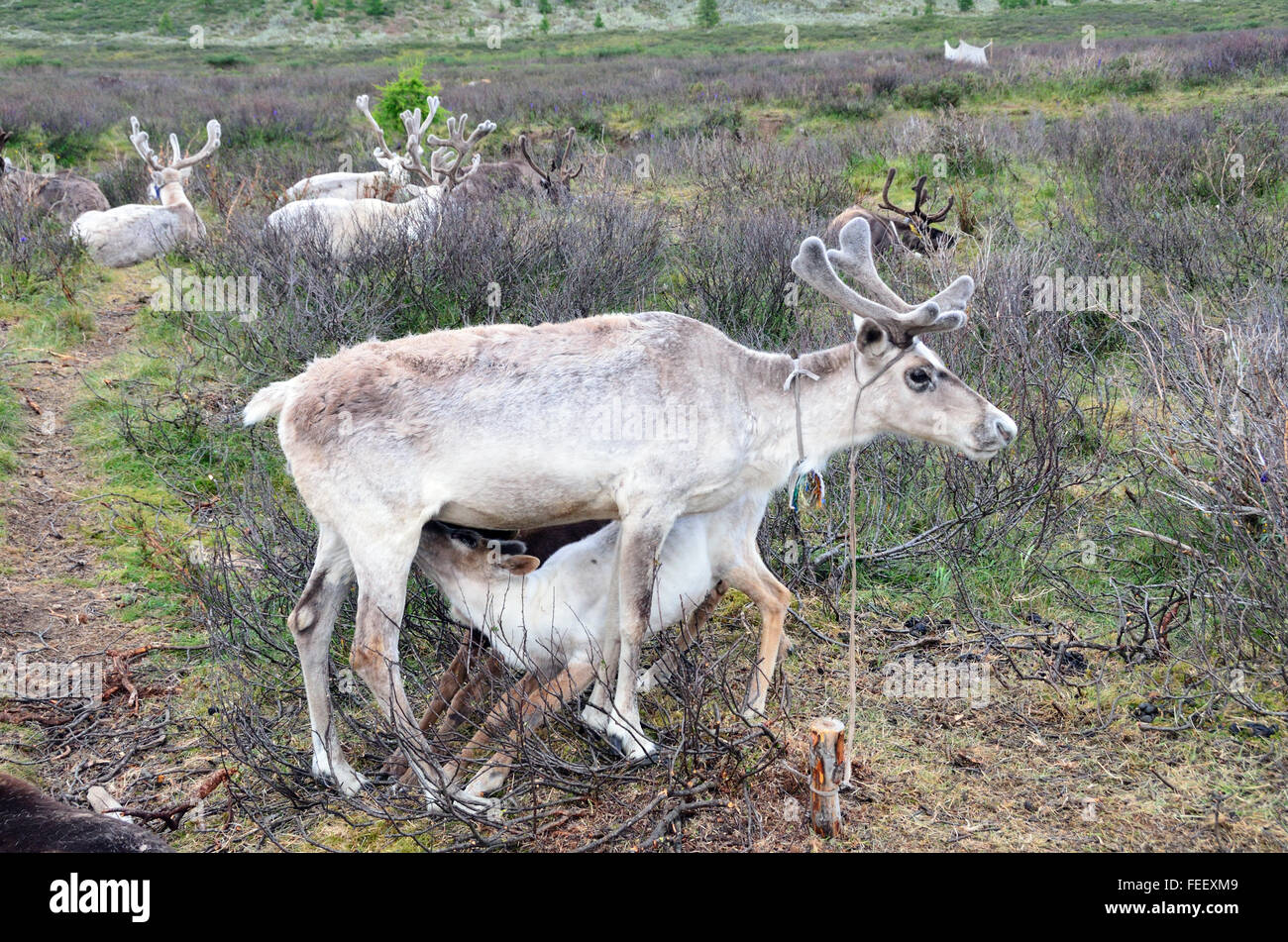 Reindeer getting mother's milk in a Duhkha (same as Tsaatan) camp Stock ...