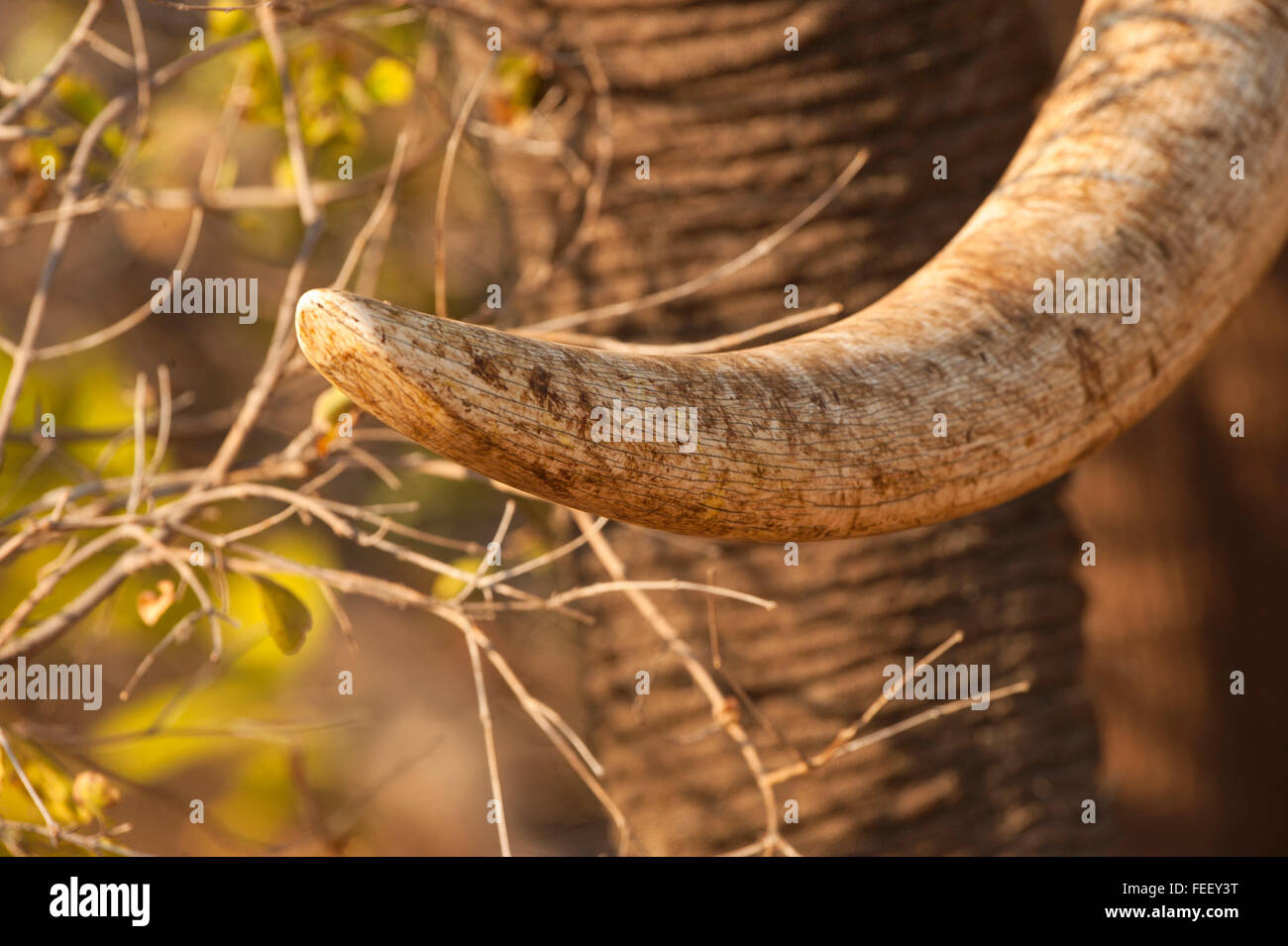 Plant poaching hi-res stock photography and images - Alamy