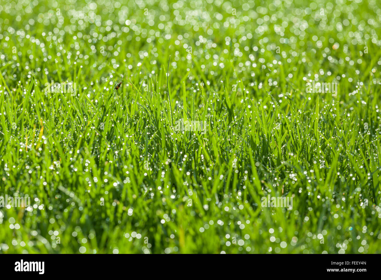 Wet grass hi-res stock photography and images - Alamy