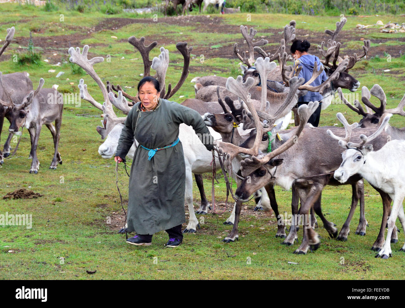 Duhkha (same as Tsaatan) woman with her reindeers Stock Photo - Alamy