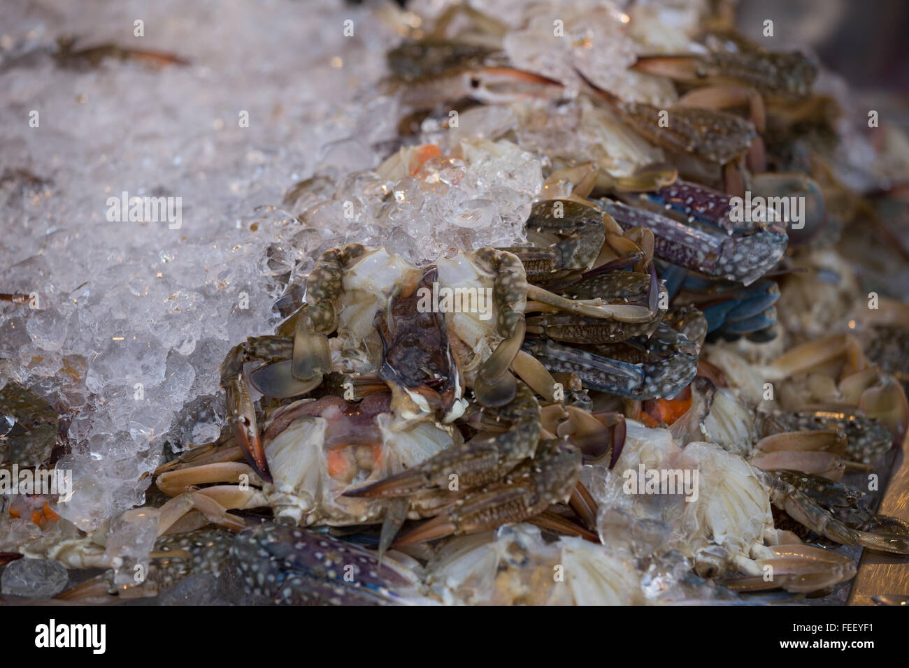 Blue swimmer crab hi-res stock photography and images - Alamy