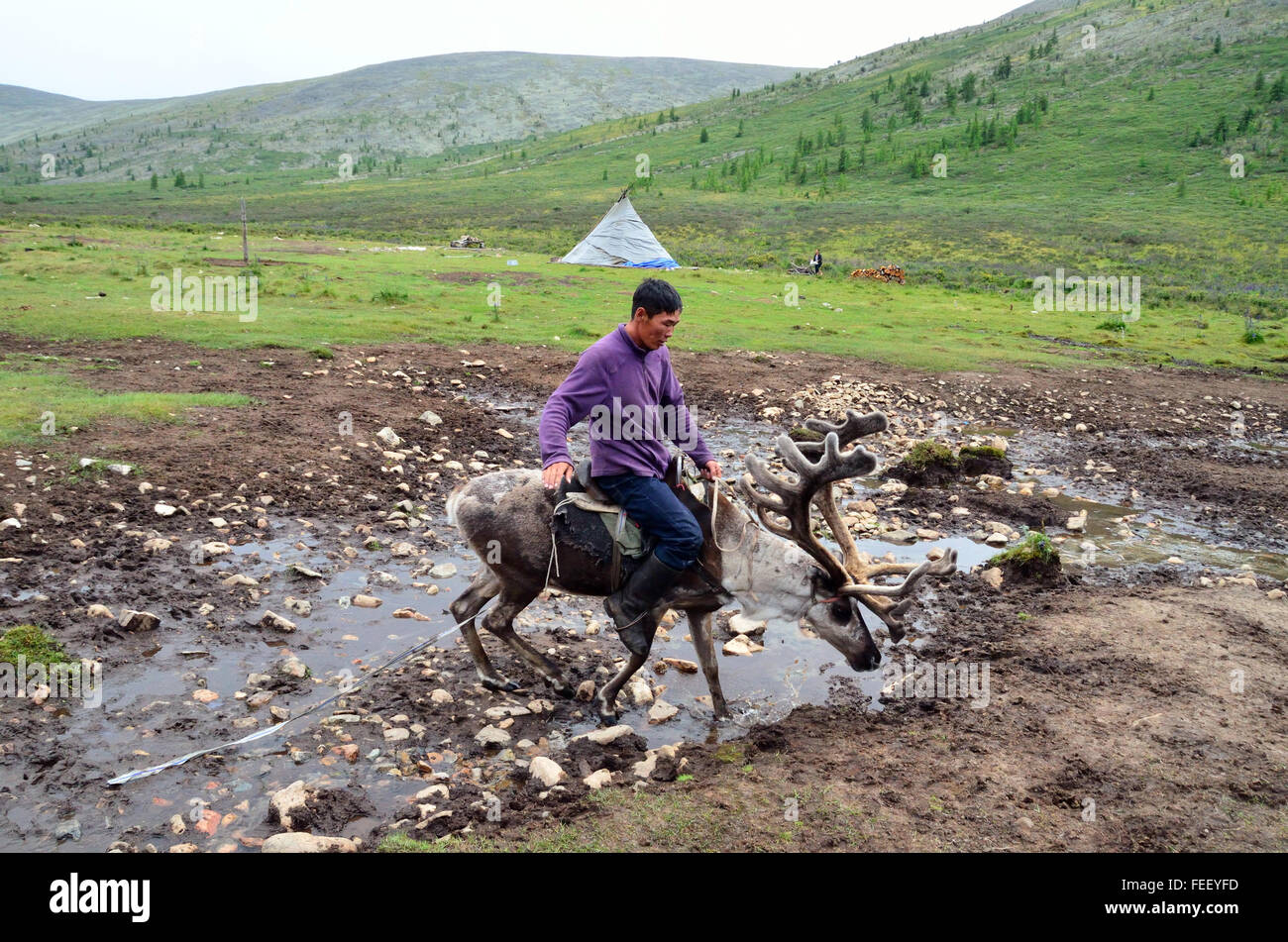 Reindeer herder man hi-res stock photography and images - Alamy