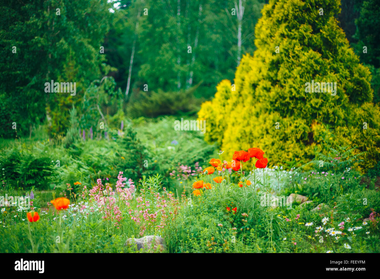 Flowerbed With Red Poppy Flowers, Small Green Trees And Cuted Bushes In ...