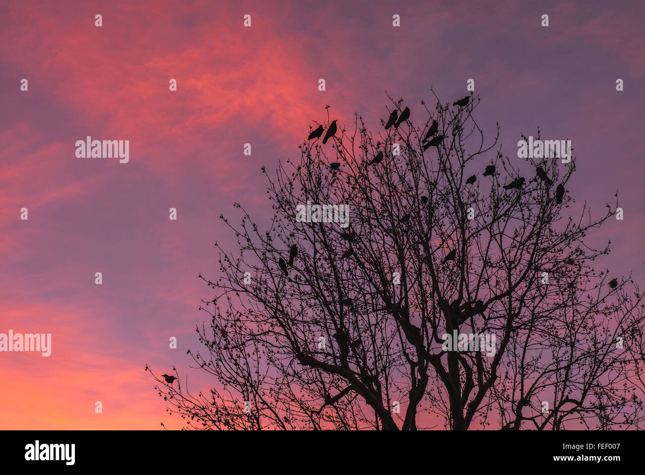 Sunset Crows in a Tree Stock Photo - Alamy
