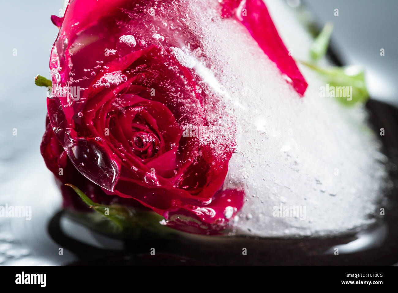close up of a small red rose frozen in an ice cube adding beautiful ...