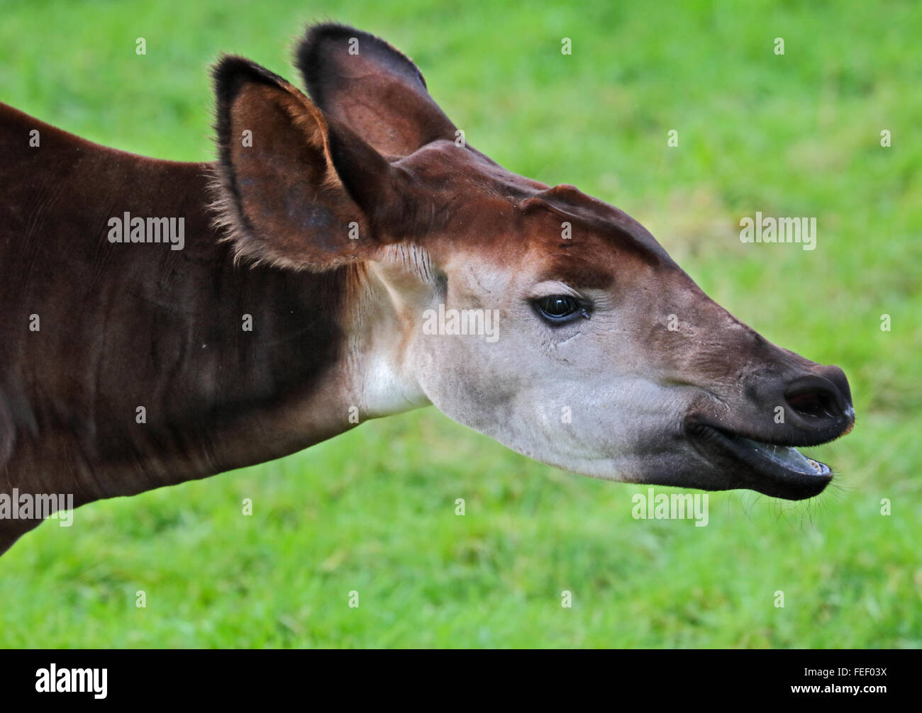 Okapi hi-res stock photography and images - Alamy