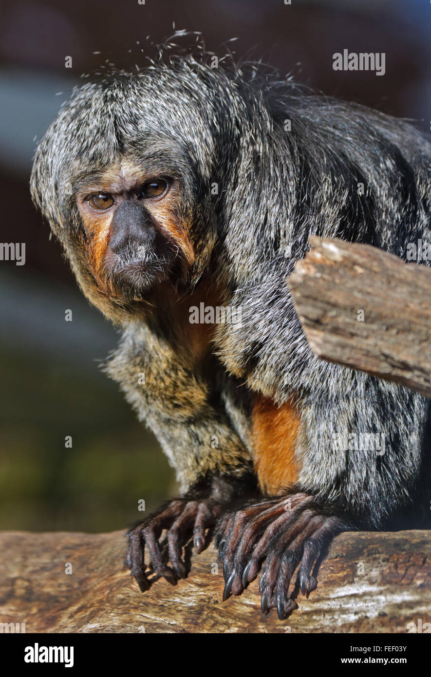 White Faced Saki Monkey (pithecia pithecia) female Stock Photo - Alamy
