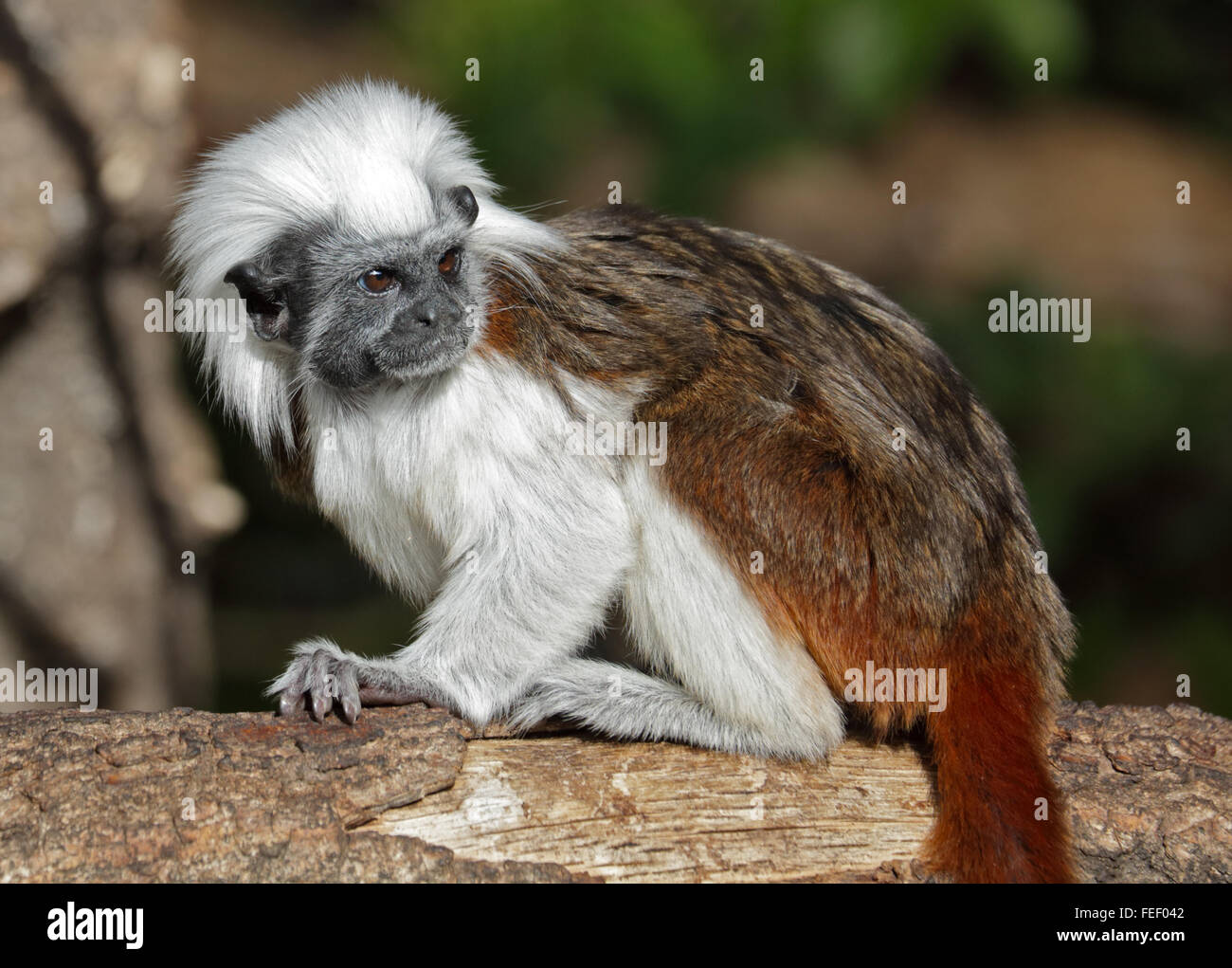 Cotton Top Tamarin (saguinus oedipus Stock Photo - Alamy