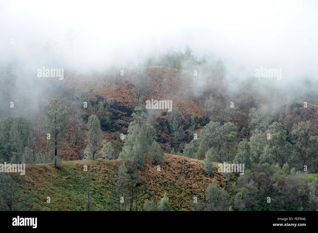 Java forest hi-res stock photography and images - Alamy