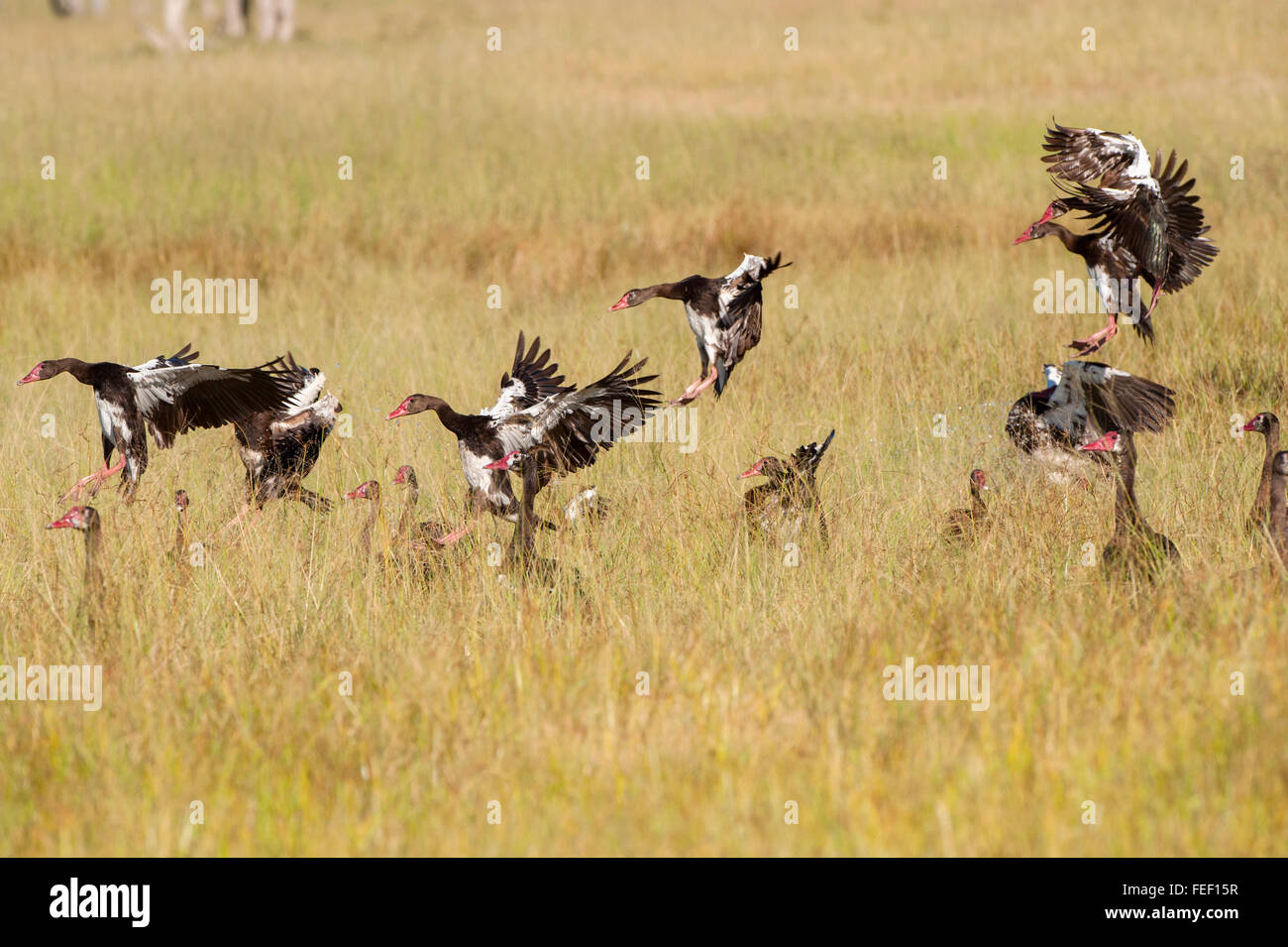 African goose in grasslands hi-res stock photography and images - Alamy