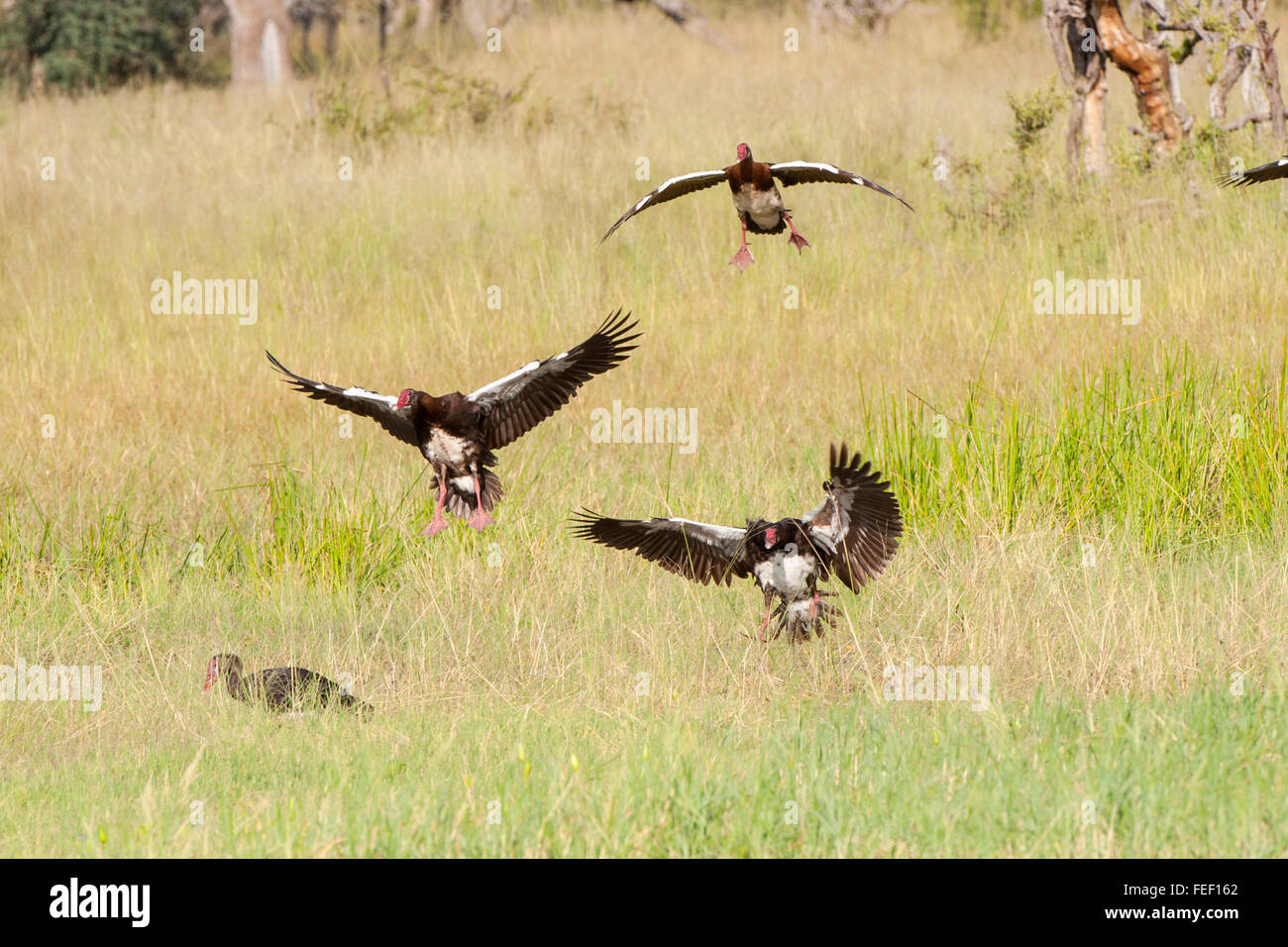 African goose in grasslands hi-res stock photography and images - Alamy