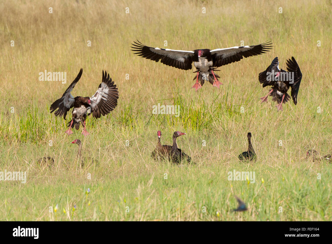 African Goose In Grasslands High Resolution Stock Photography and ...