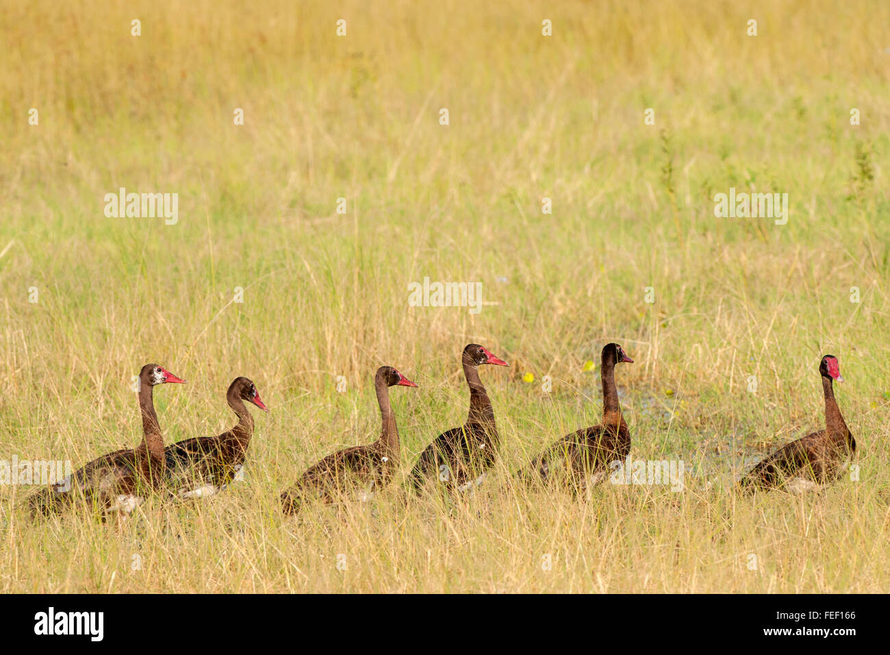 African goose in grasslands hi-res stock photography and images - Alamy