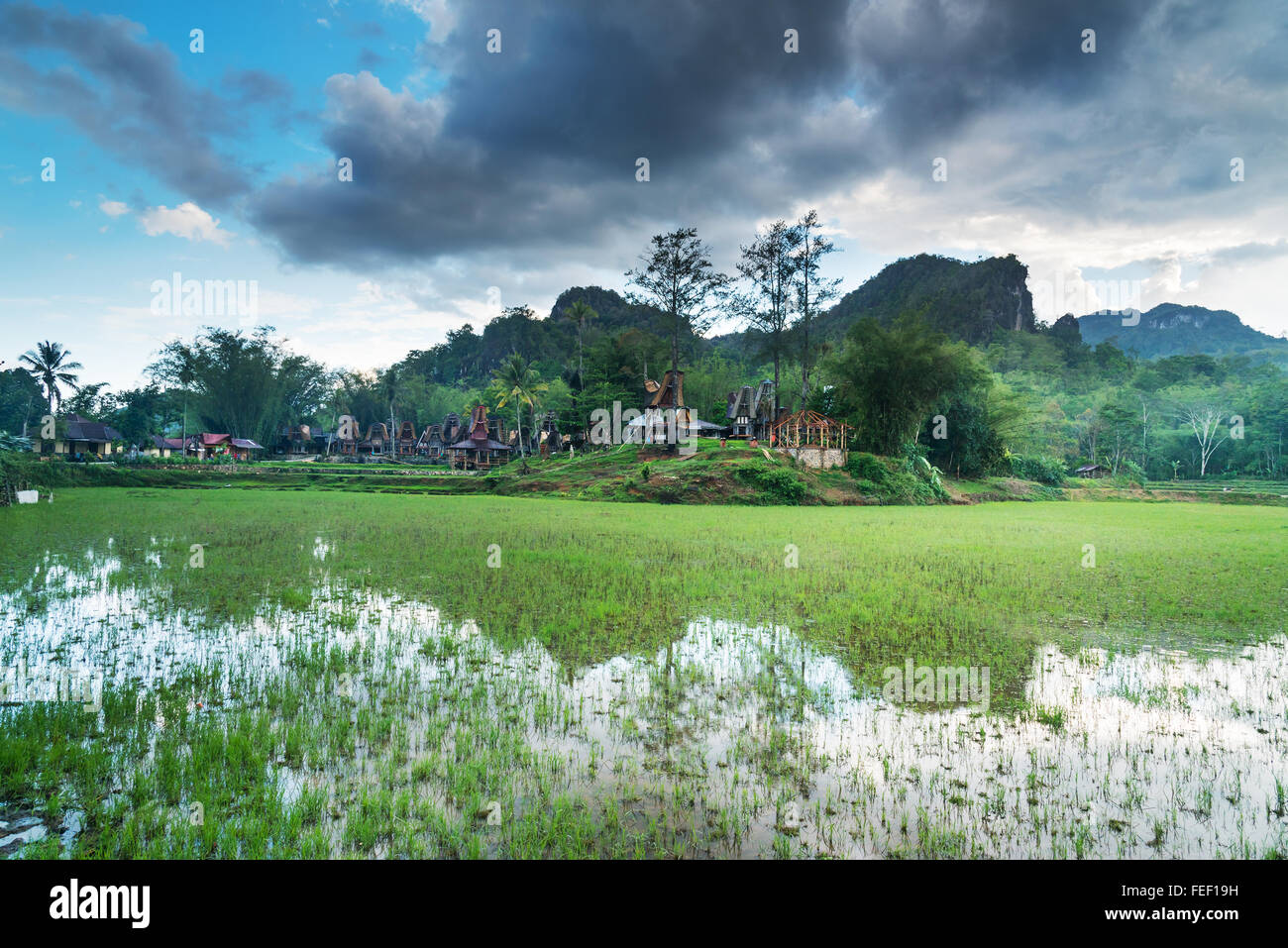 Tongkonan traditional village Kete Kesu. Tana Toraja, Sulawesi ...