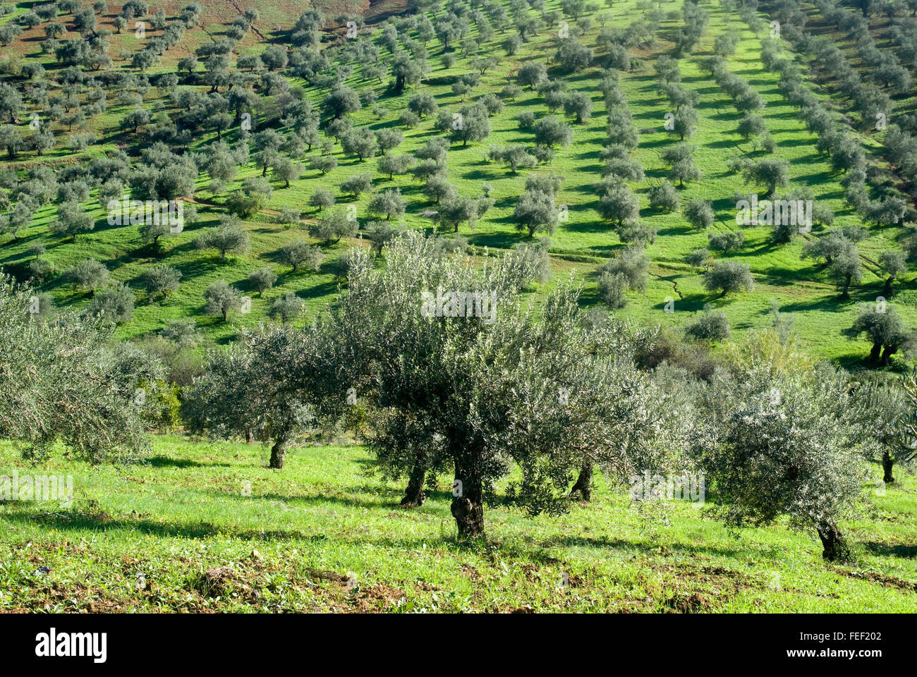 Olive orchards in the Andalusia region of Spain Stock Photo - Alamy