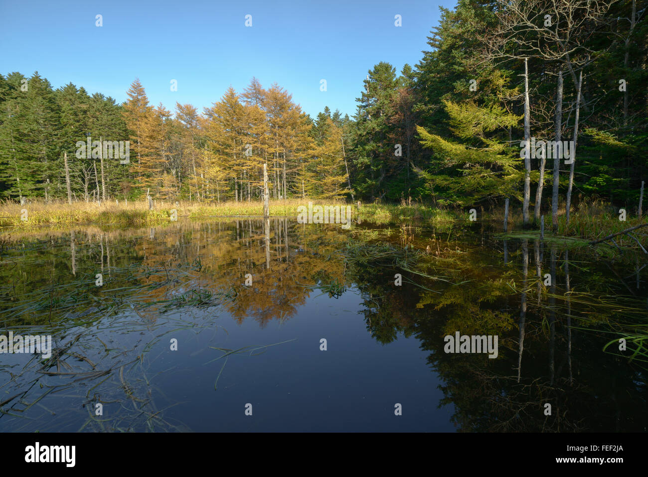 Marshes, Sakhalin Island, Russia Stock Photo - Alamy