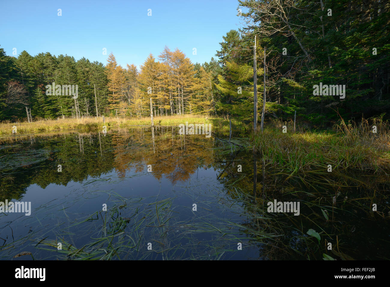 Paludal hi-res stock photography and images - Alamy