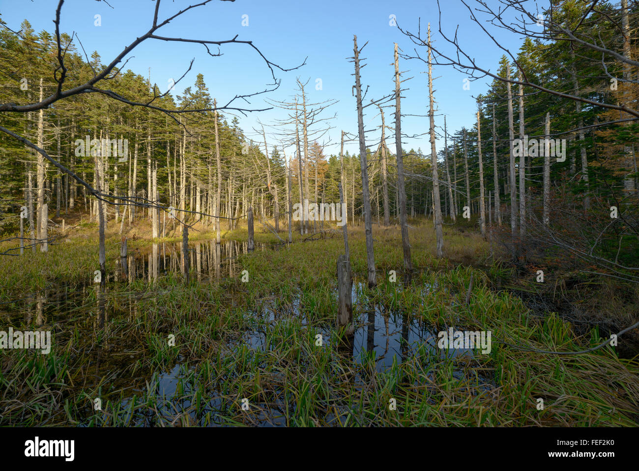 Marshes, Sakhalin Island, Russia Stock Photo - Alamy