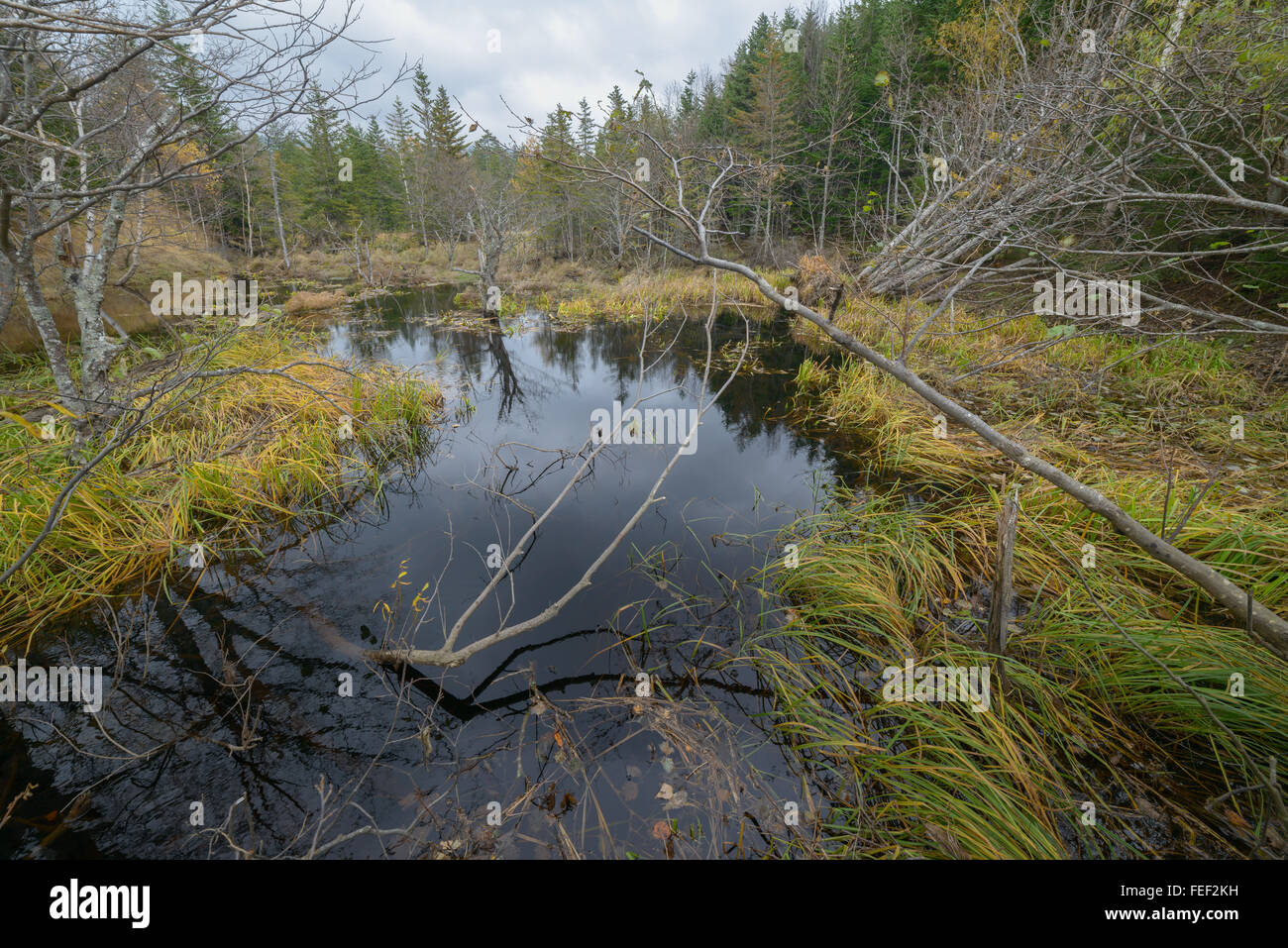 Paludal forest hi-res stock photography and images - Alamy
