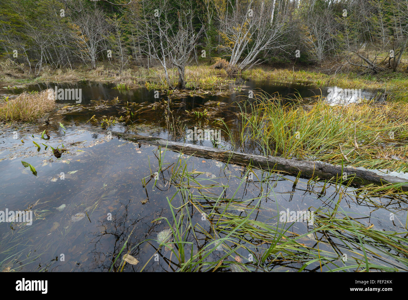 Dismal swamp landscape hi-res stock photography and images - Alamy