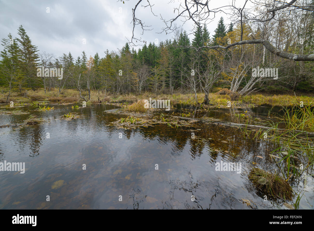 Marshes, Sakhalin Island, Russia Stock Photo - Alamy