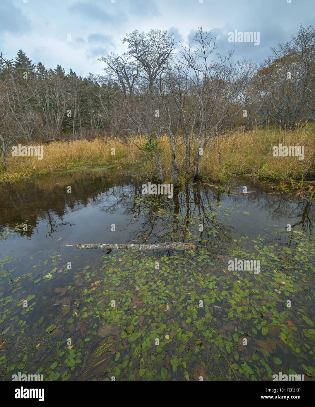 Marshes, Sakhalin Island, Russia Stock Photo - Alamy