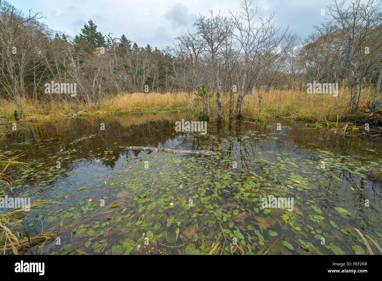 Marshes, Sakhalin Island, Russia Stock Photo - Alamy